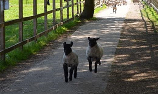 work experience | Deen City Farm