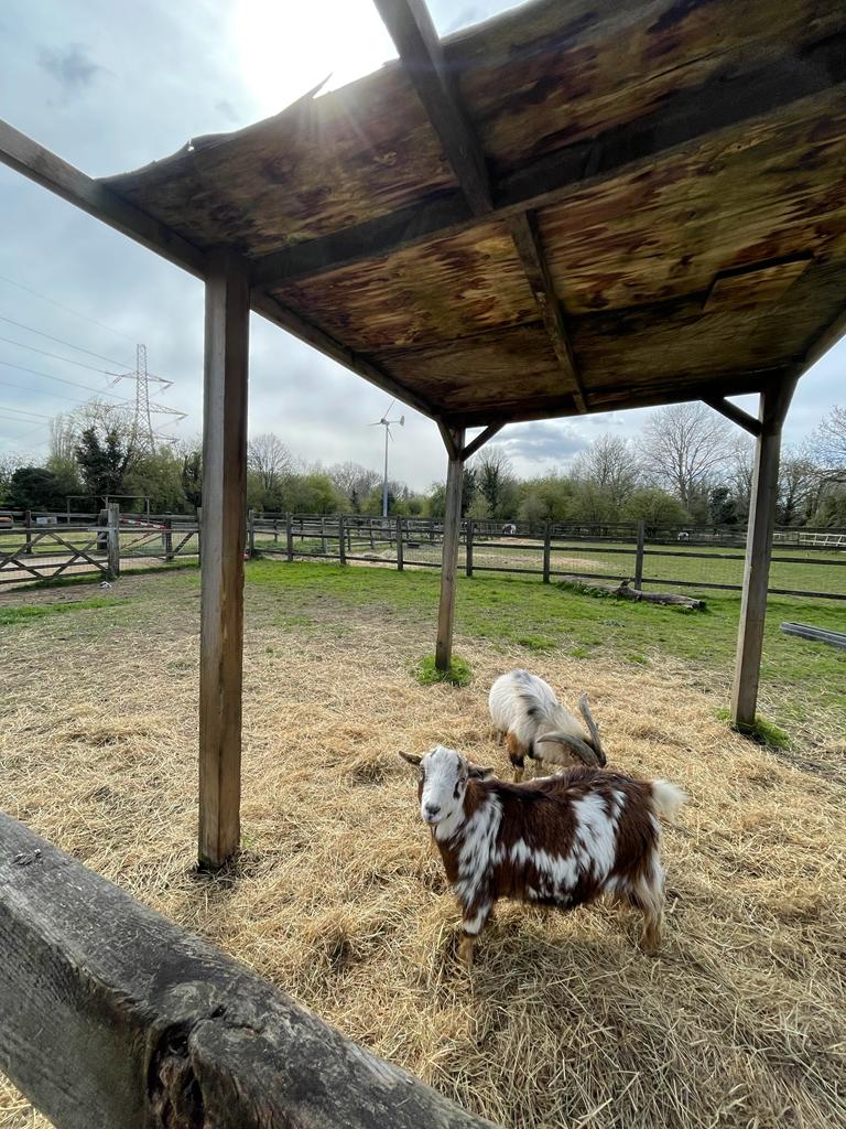 Please help replace our animal shelters | Deen City Farm