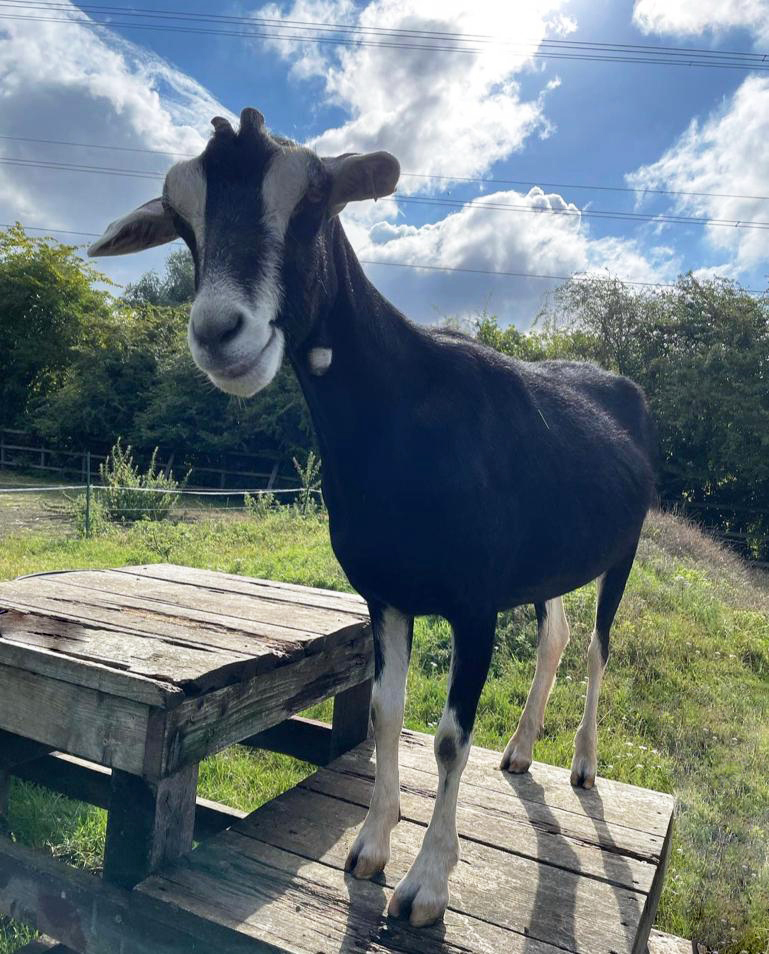 Help Keep Deen City Farm Open! | Deen City Farm